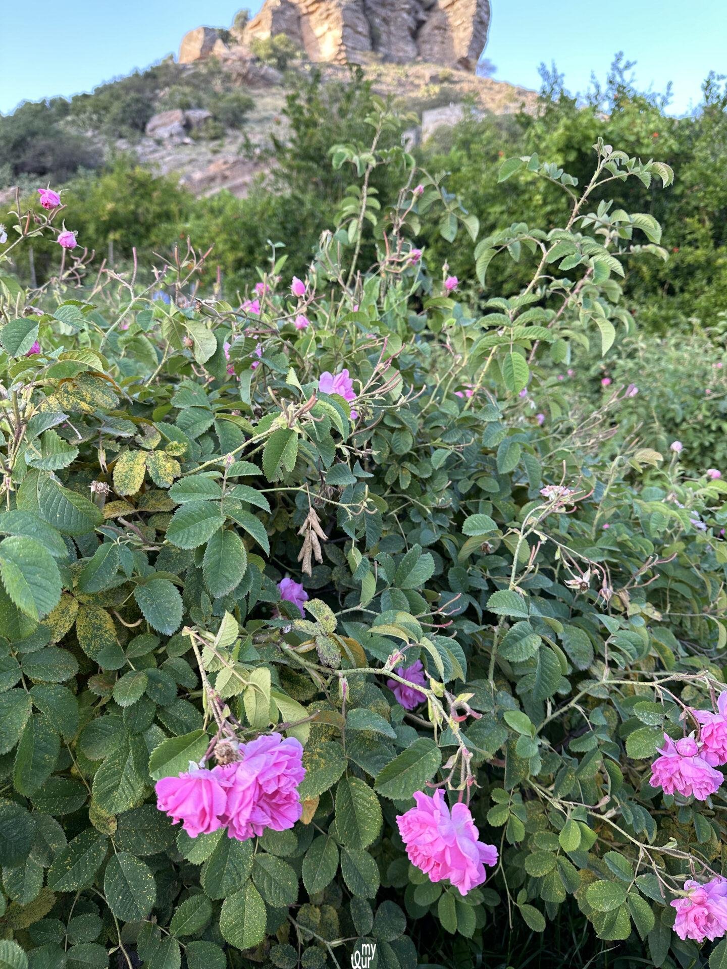 Rose harvesting in Jabal Akhdar – Mytouroman