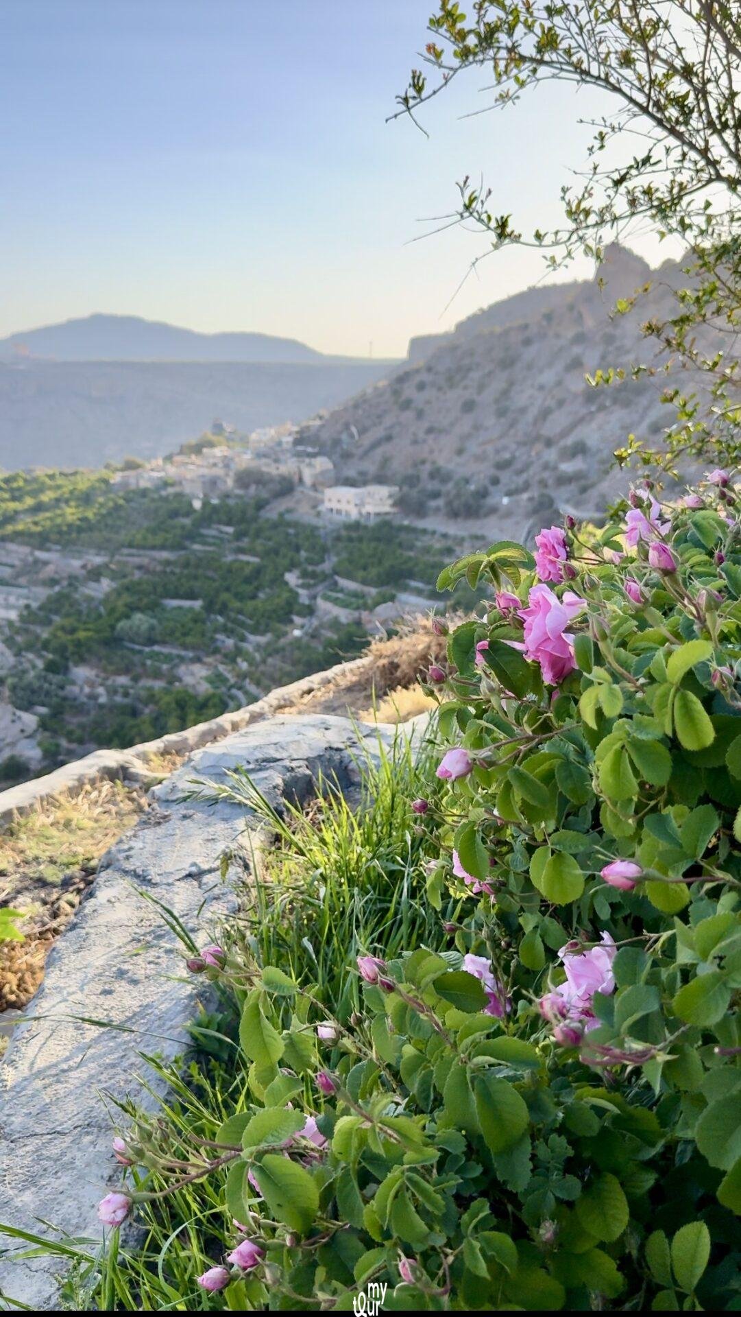 Rose harvesting in Jabal Akhdar – Mytouroman