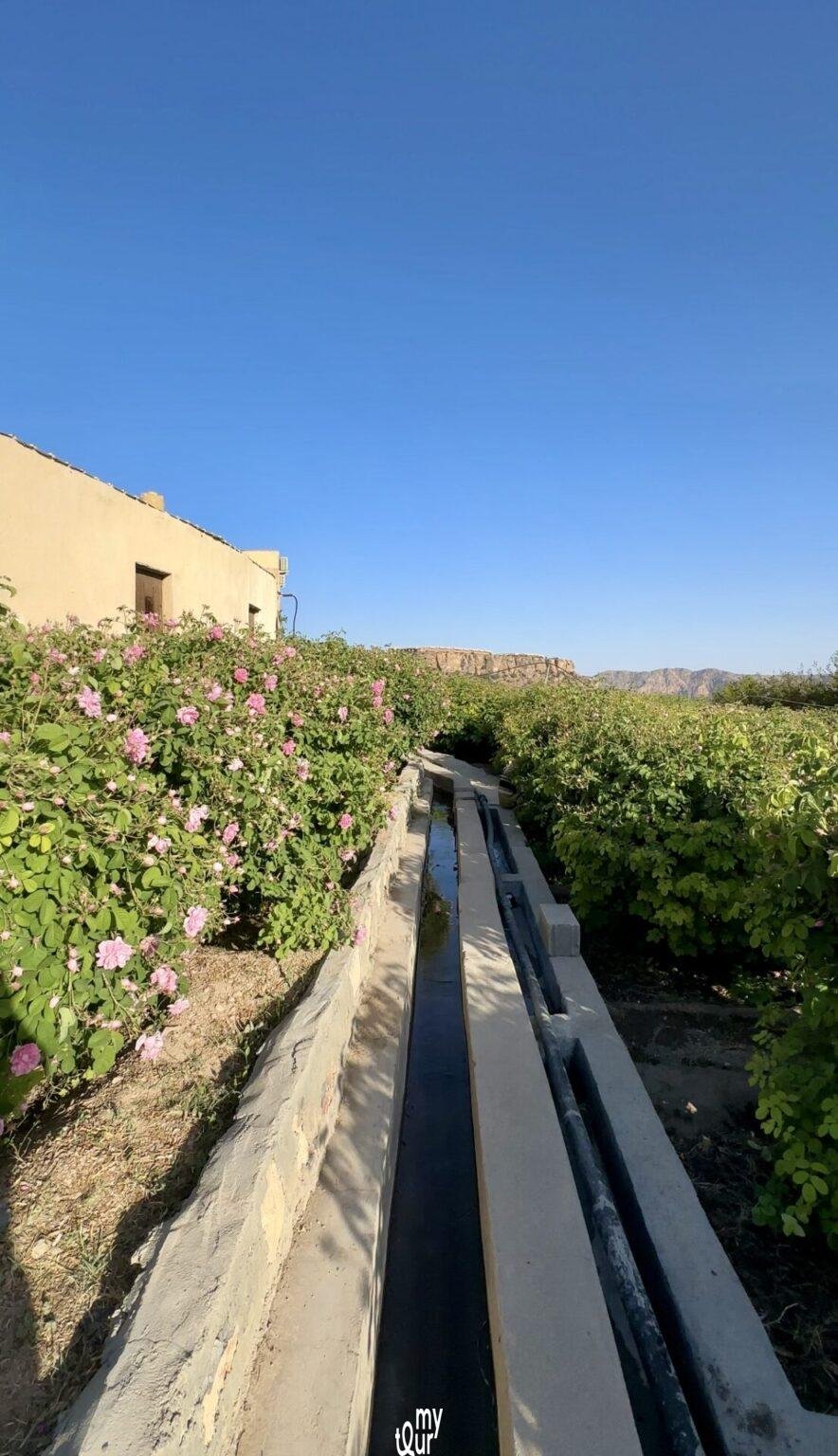 Rose harvesting in Jabal Akhdar – Mytouroman