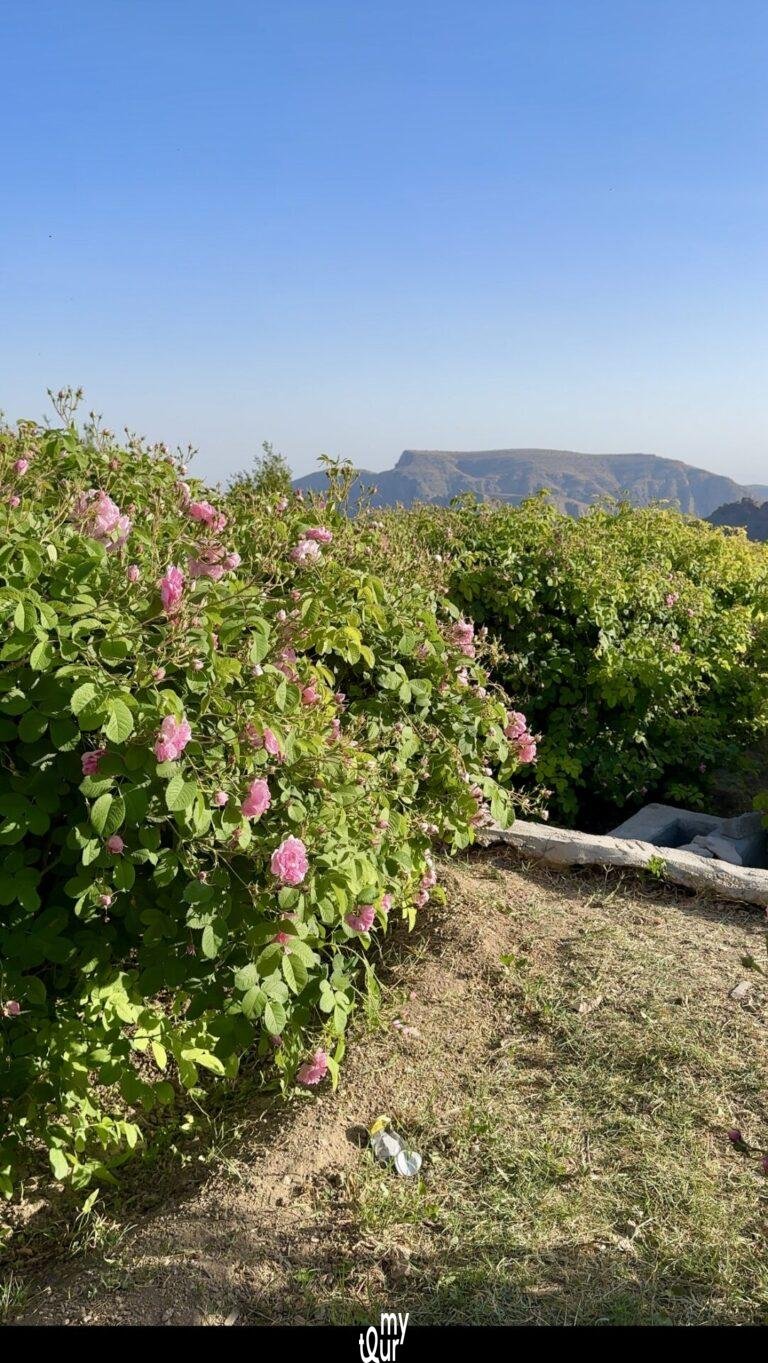 Rose harvesting in Jabal Akhdar – Mytouroman