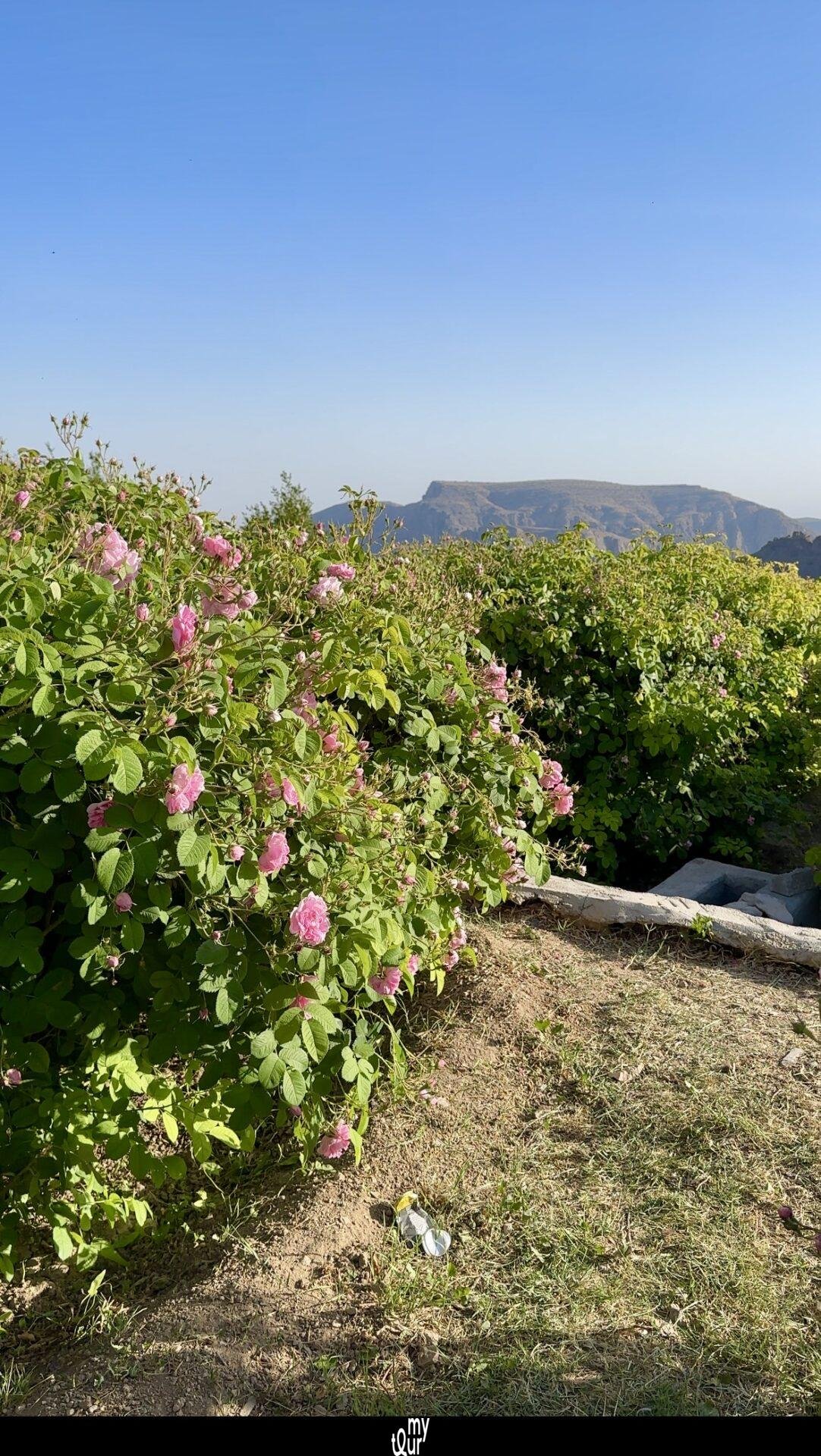 Rose harvesting in Jabal Akhdar – Mytouroman