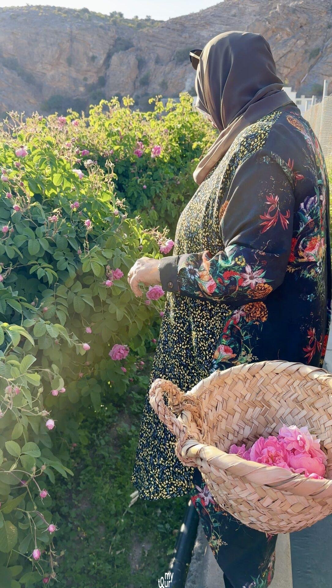 Rose picking in jabal akhdar (Self drive) – Mytouroman